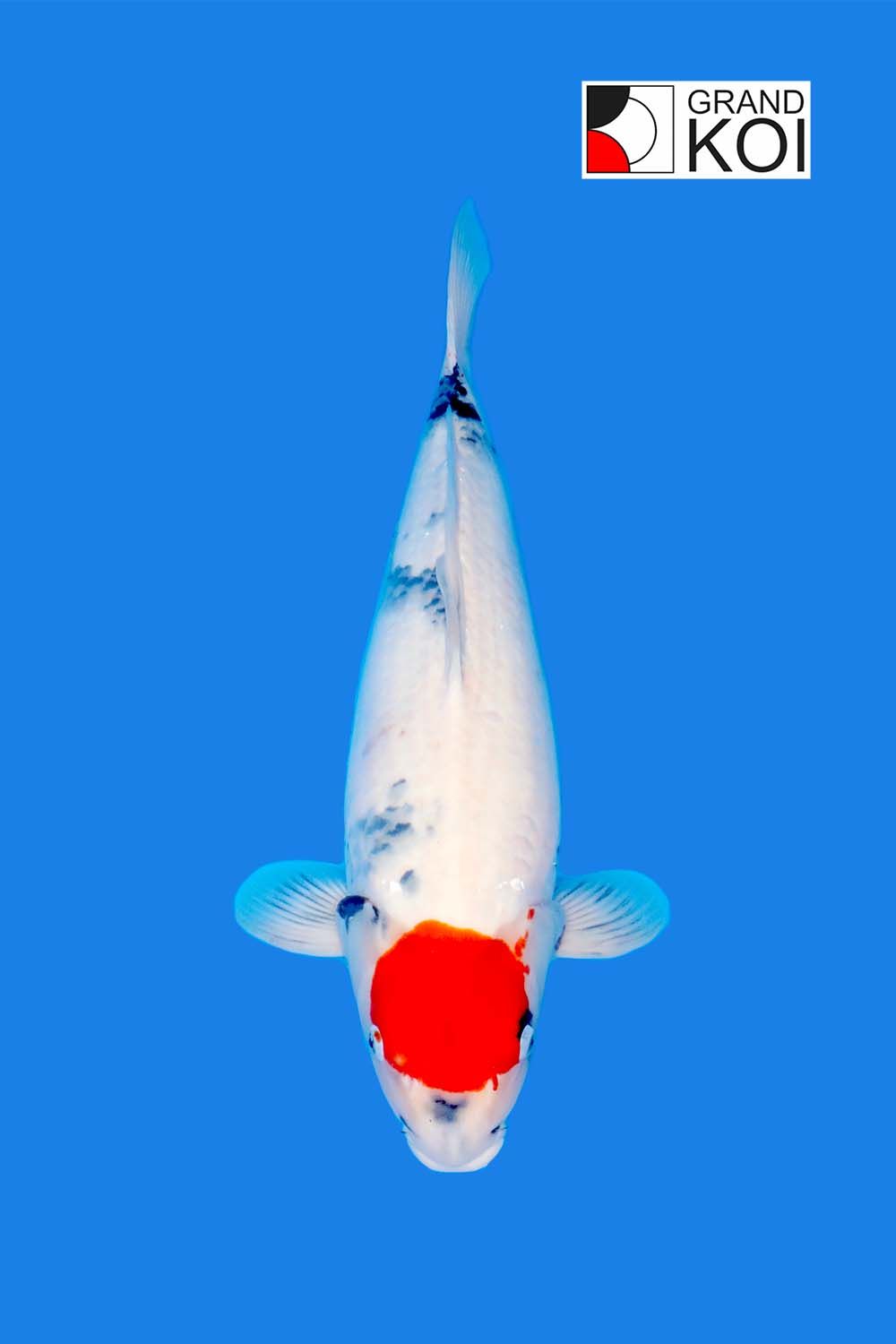 Sanke Koi for Sale | Top Sanke Koi Fish for Sale in USA