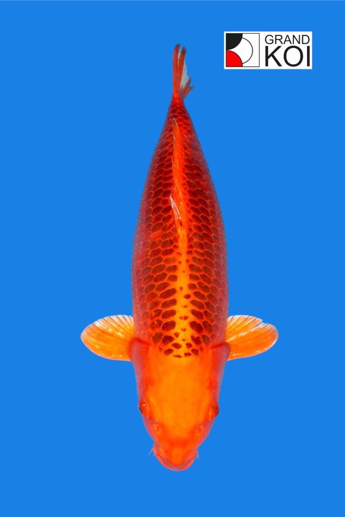 Aka Matsuba - Grand Koi, LLC