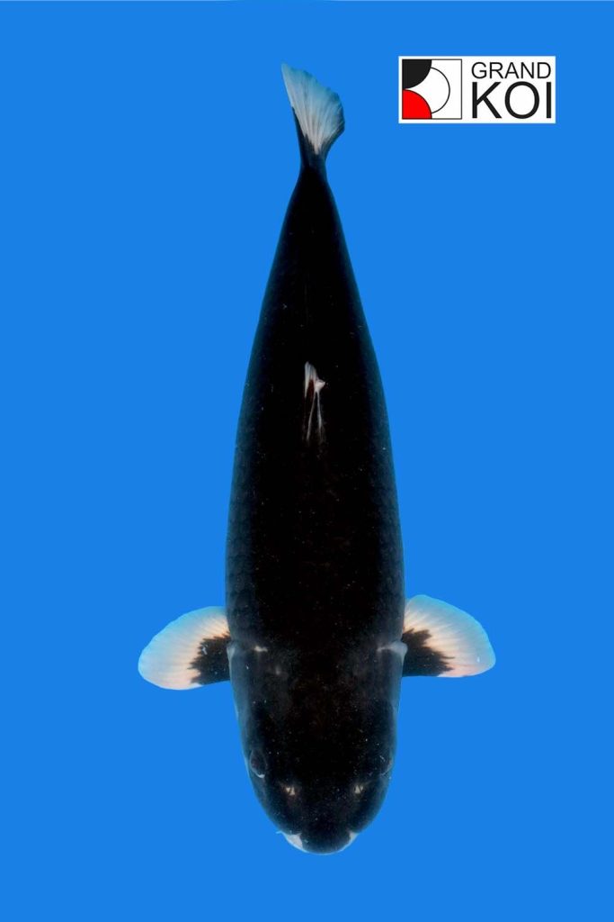 Gin Rin Kabuto - Grand Koi, LLC