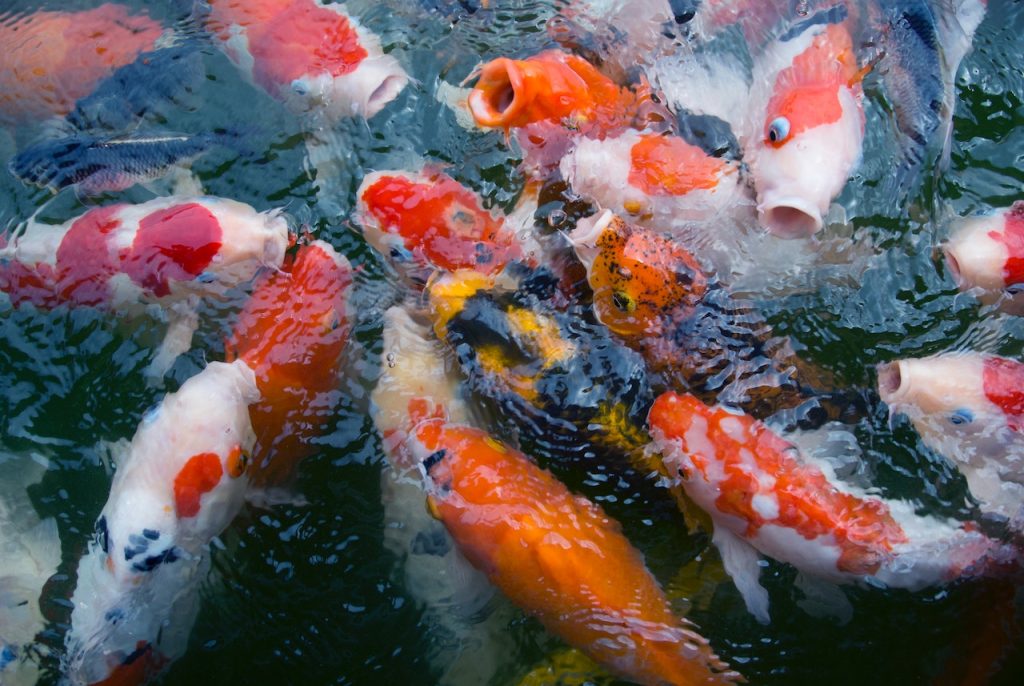 Koi Fish Price, What Determines? Unraveling the Factors behind Their Value