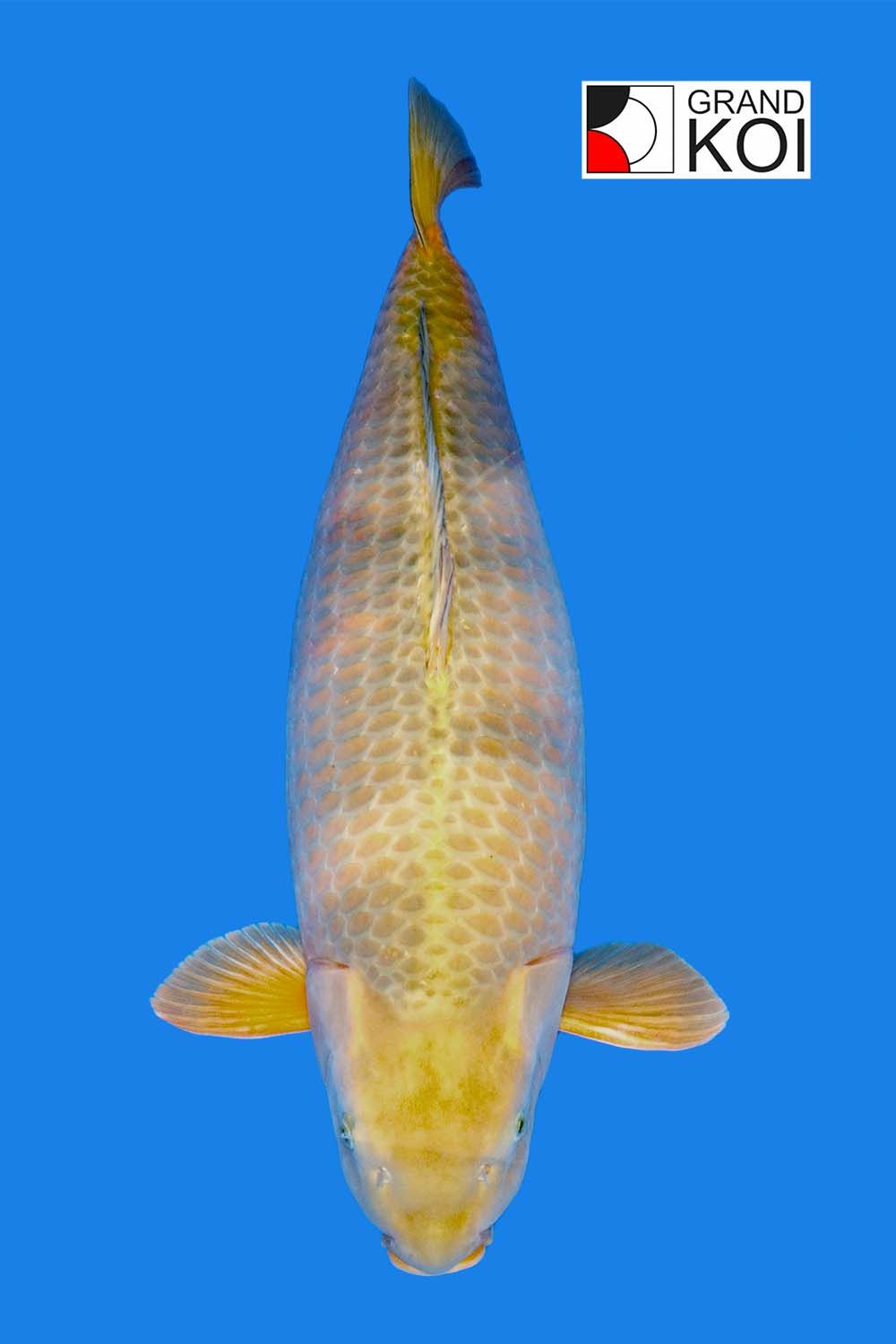 Cha Utsuri - Grand Koi, LLC