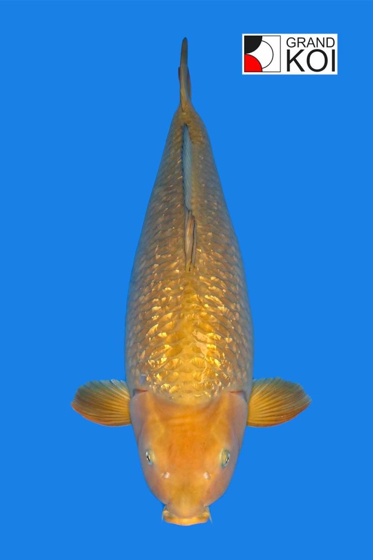 Koi Fish for Sale | Koi for sale in USA | Buy Koi Fish from Grandkoi