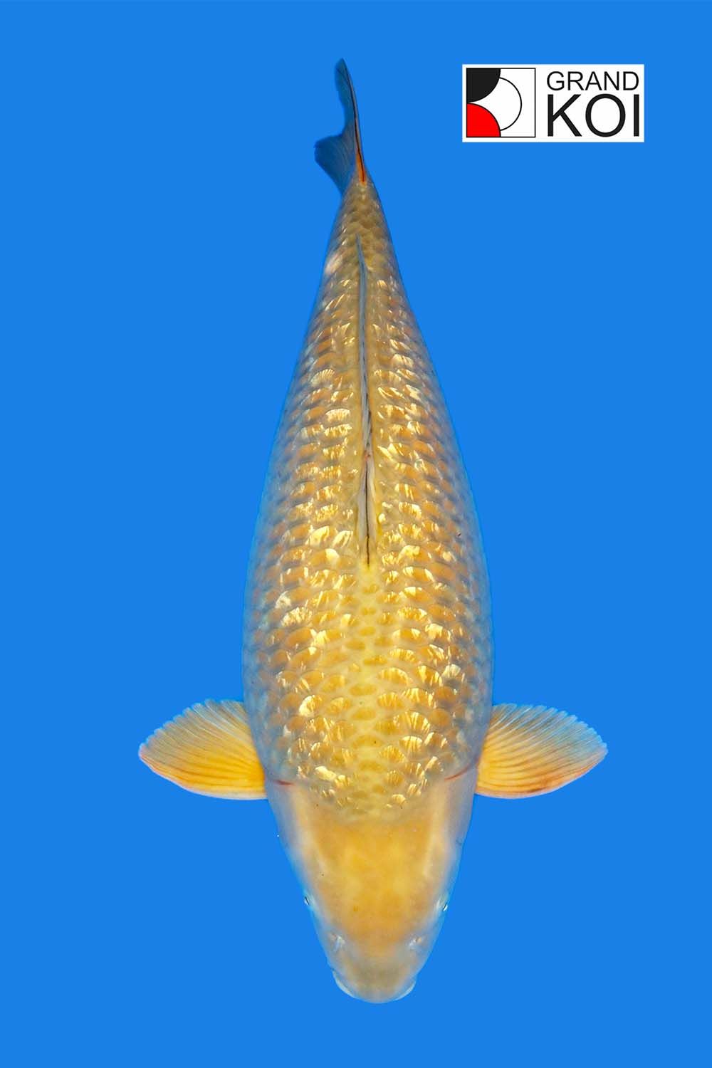 Gin Rin Chagoi- SOLD - Grand Koi, LLC