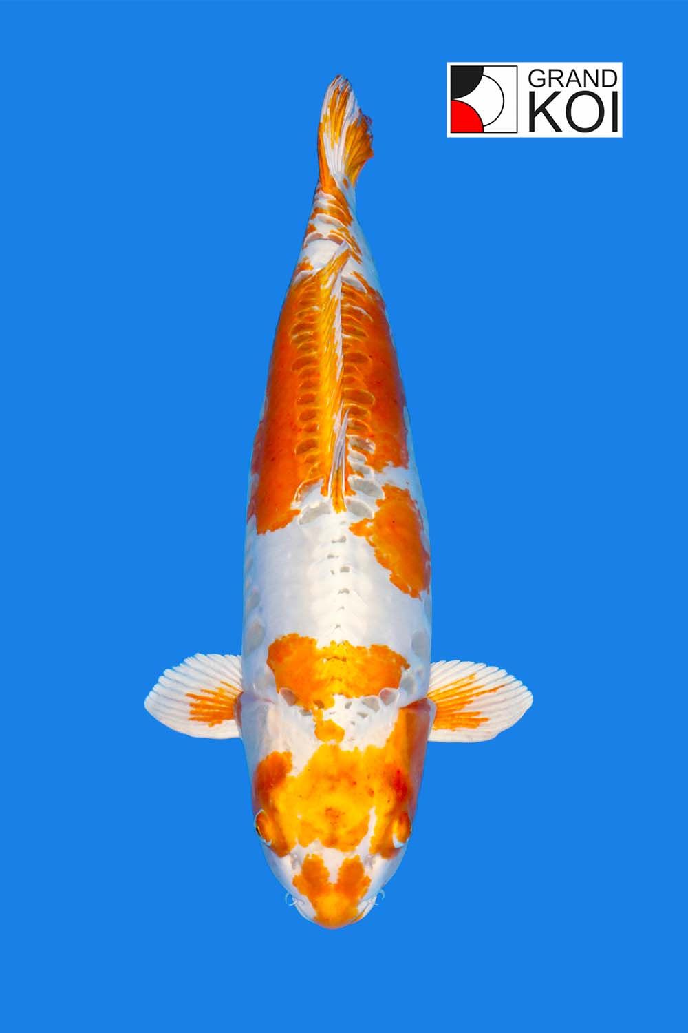 Doitsu Kogani Ochiba - Grand Koi, LLC