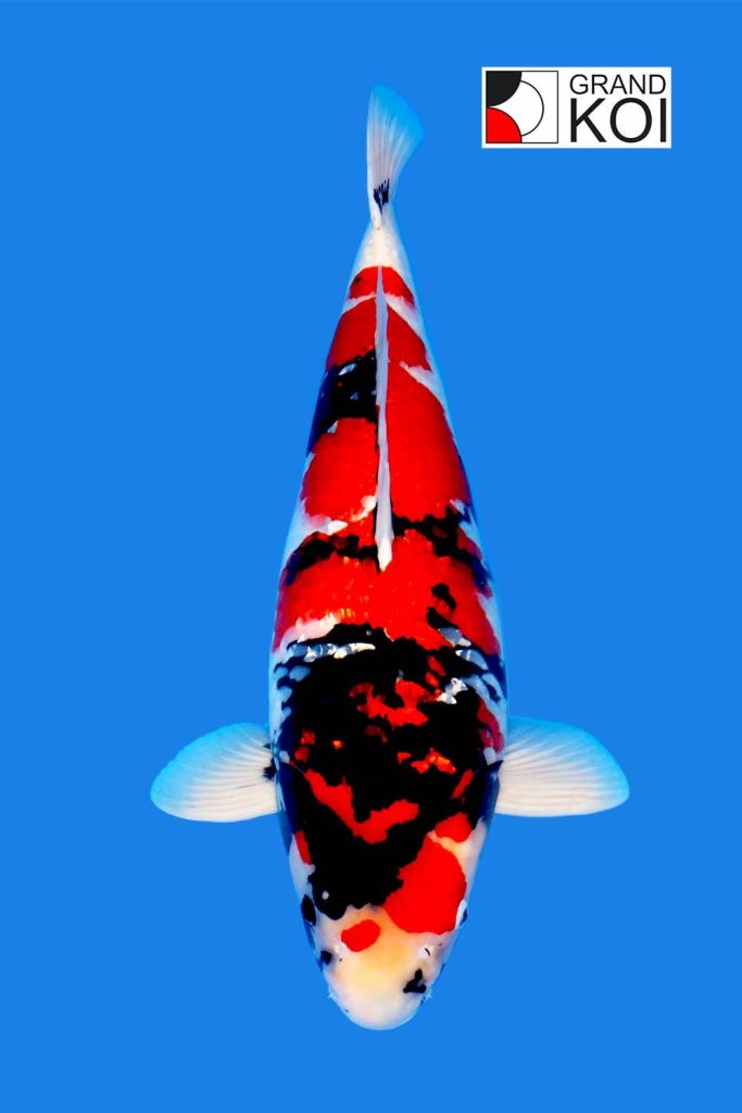 Gin Rin Showa - Grand Koi, LLC