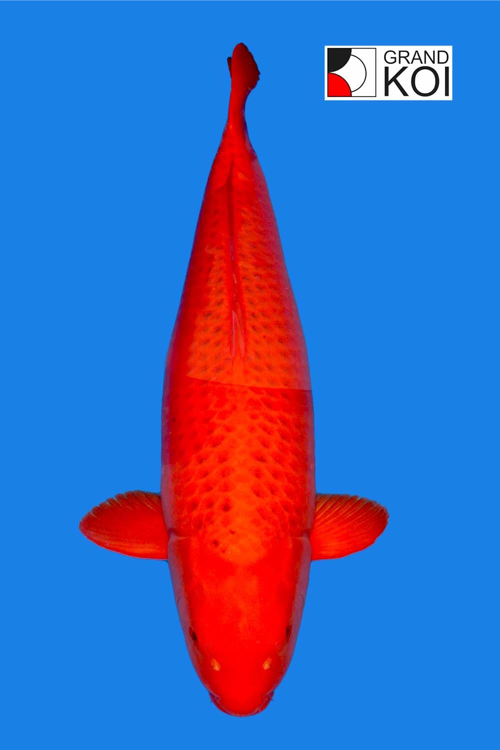 Hi Matsuba - Grand Koi, LLC