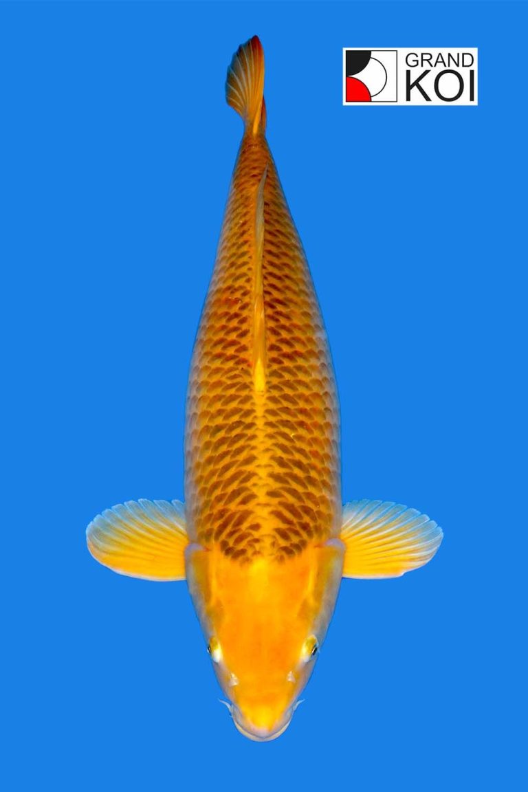 Koi Fish for Sale | Koi for sale in USA | Buy Koi Fish from Grandkoi