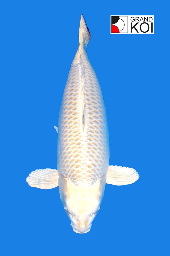 Top-Quality Large Koi Fish For Sale - Unleash Tranquility Now