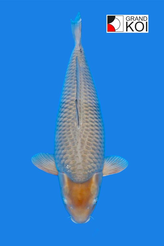 Saragoi Archives - Grand Koi, LLC