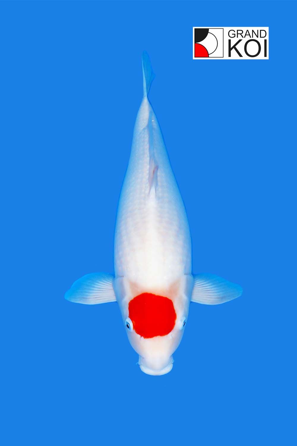 Tancho Kohaku - Grand Koi, LLC