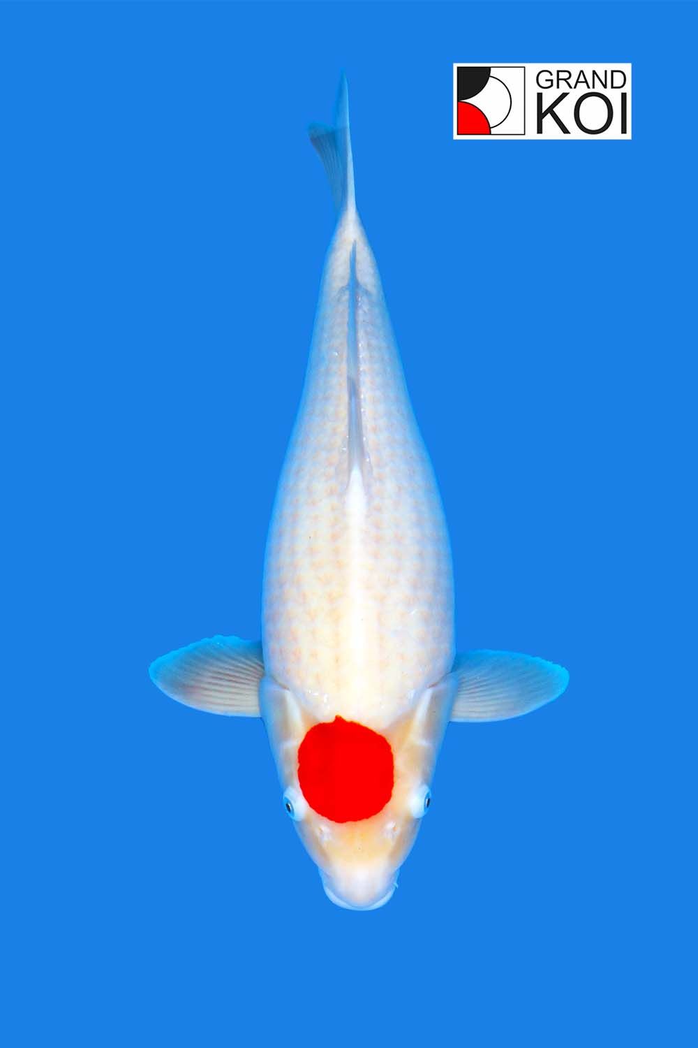 Tancho Kohaku Koi De Tancho Kohaku: Perfectie Of Cosmetische Ingreep?