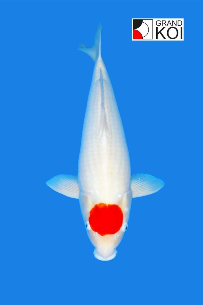 Koi Fish for Sale | Koi for sale in USA | Buy Koi Fish from Grandkoi