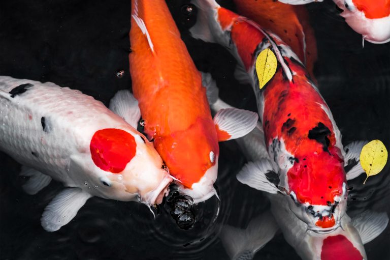 Koi Varieties - Top 10 Budget-Friendly Koi Varieties