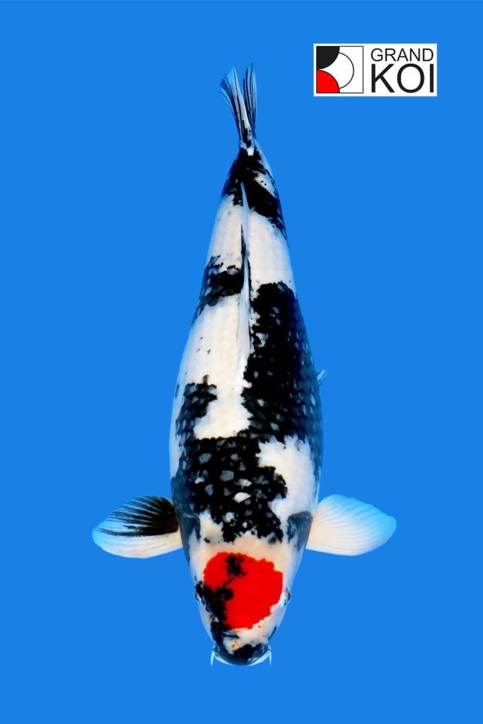 Showa Koi for Sale | Top Showa Koi Fish for Sale in USA