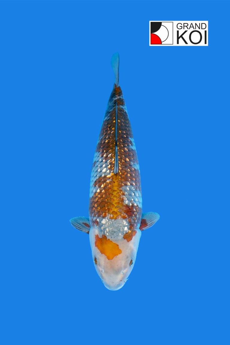 Koi Fish for Sale | Koi for sale in USA | Buy Koi Fish from Grandkoi