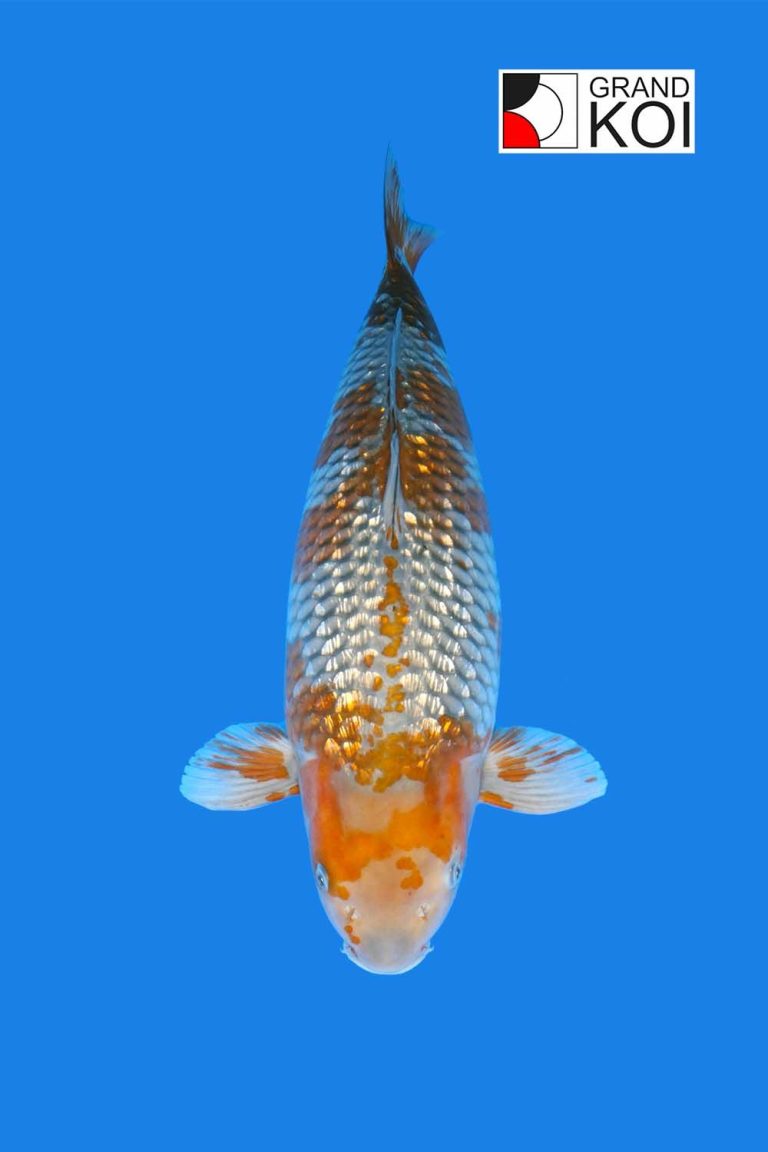 Koi Fish for Sale | Koi for sale in USA | Buy Koi Fish from Grandkoi