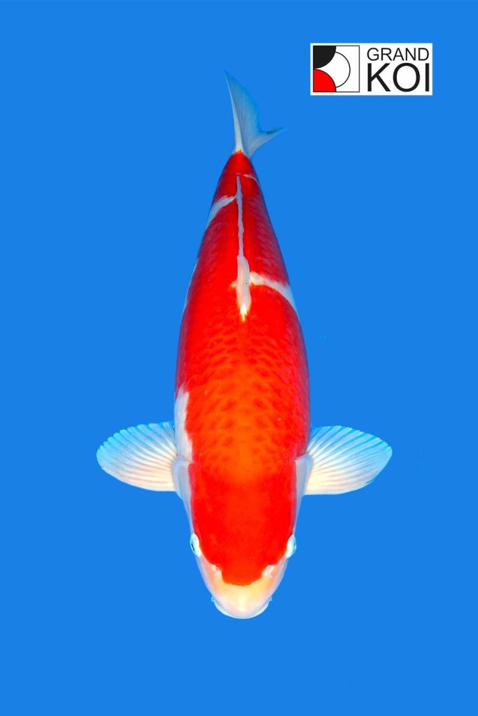 Koi Fish for Sale | Koi for sale in USA | Buy Koi Fish from Grandkoi