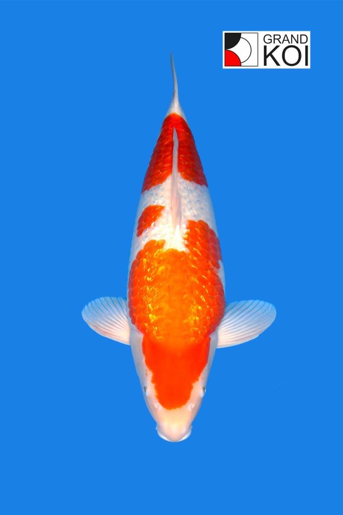 Koi Fish for Sale | Koi for sale in USA | Buy Koi Fish from Grandkoi