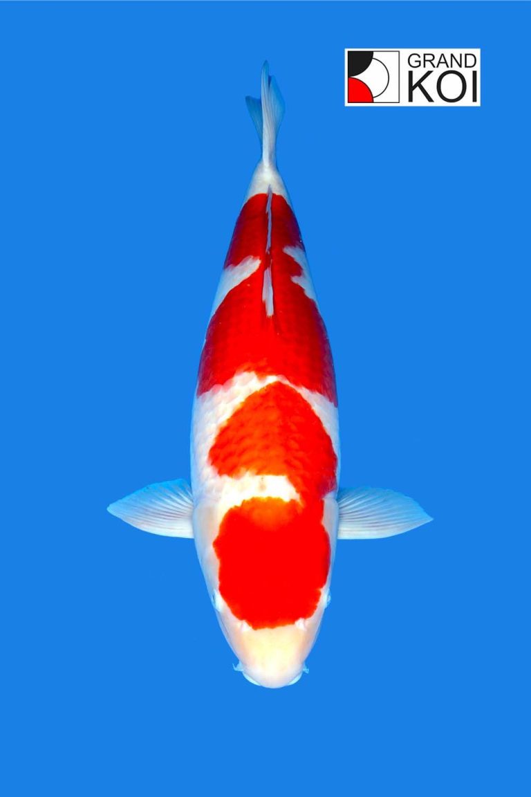 Koi Fish for Sale | Koi for sale in USA | Buy Koi Fish from Grandkoi