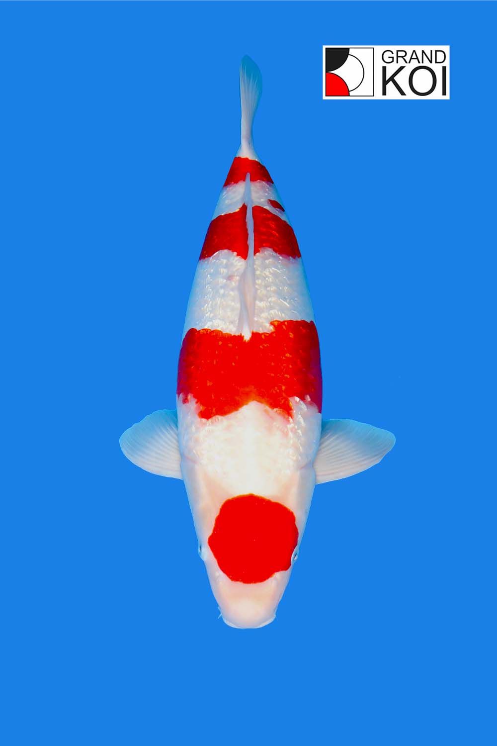 Gin Rin Maruten Kohaku - Grand Koi, LLC