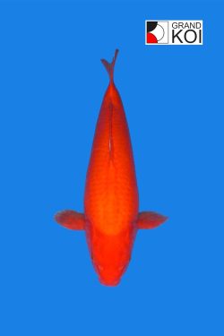 Benigoi Archives - Grand Koi, LLC