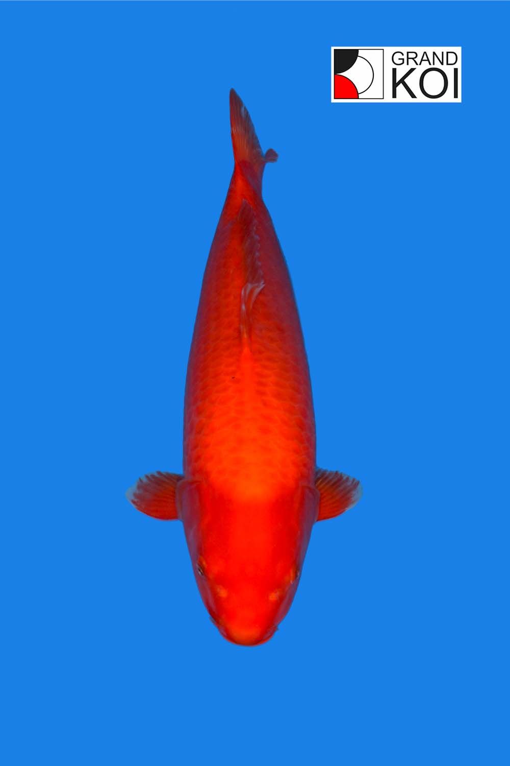 Benigoi Archives - Grand Koi, LLC