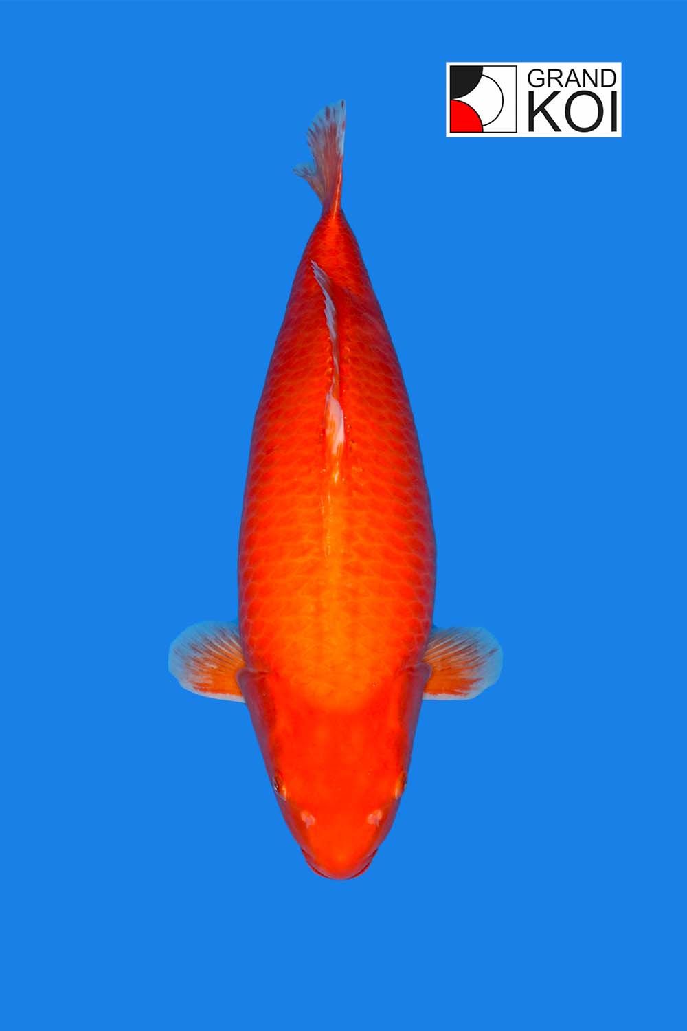 Benigoi - Grand Koi, LLC