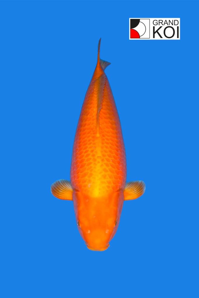 Benigoi Archives - Grand Koi, LLC