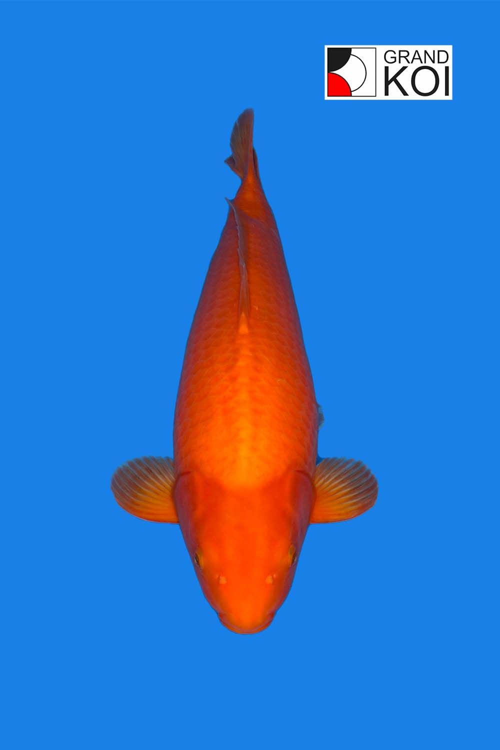 Benigoi - Grand Koi, LLC