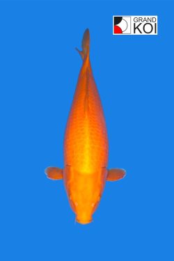 Benigoi Archives - Grand Koi, LLC