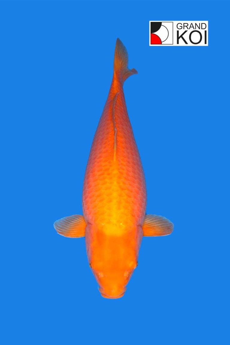 Benigoi Archives - Grand Koi, LLC