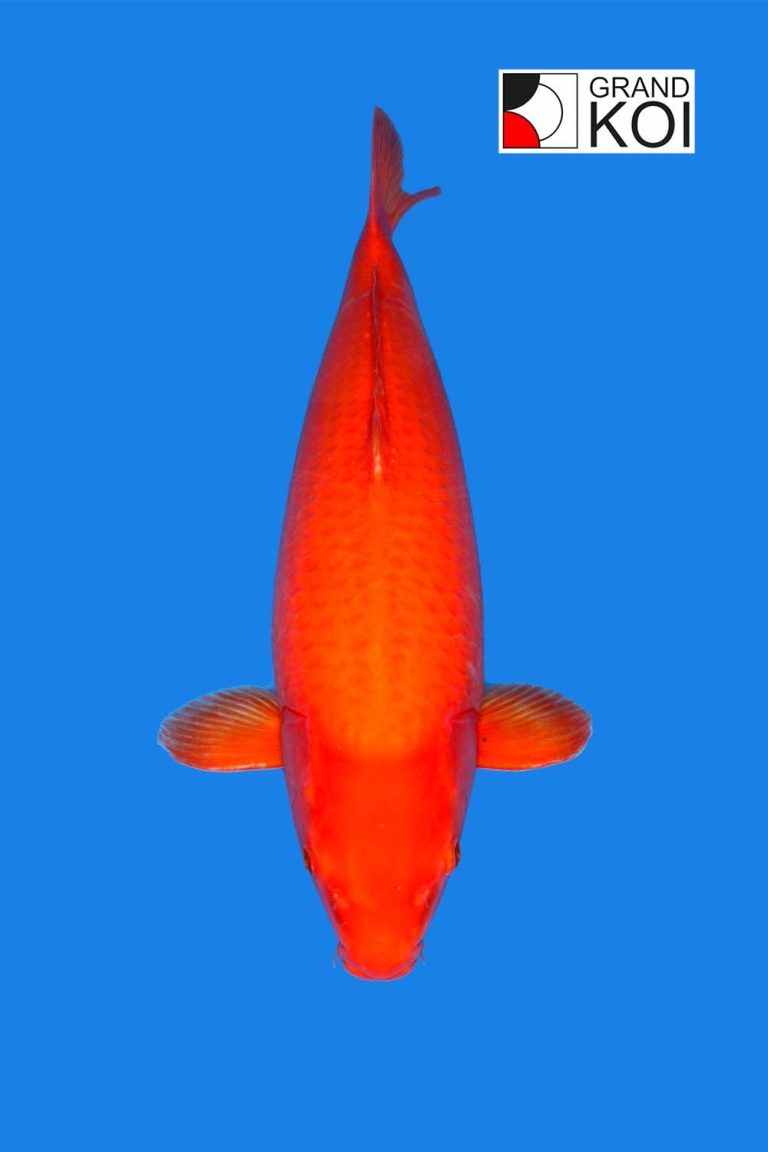 Benigoi Archives - Grand Koi, LLC