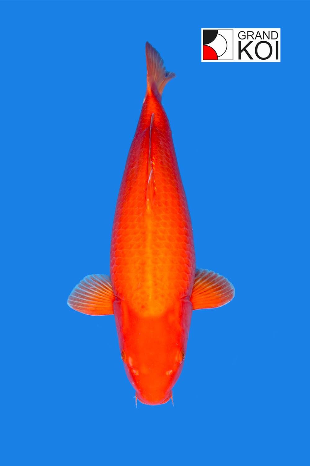 Benigoi Archives - Grand Koi, LLC