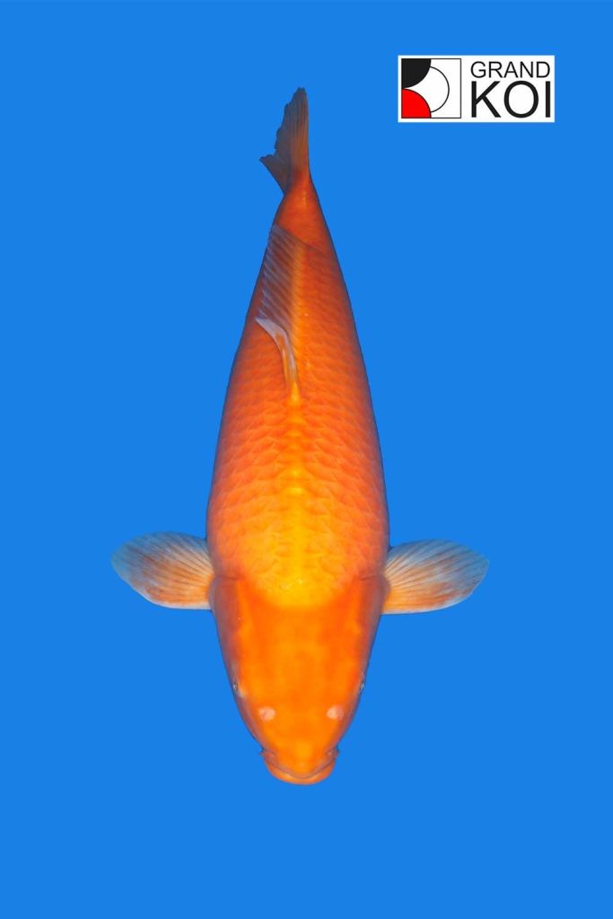 Benigoi Archives - Grand Koi, LLC