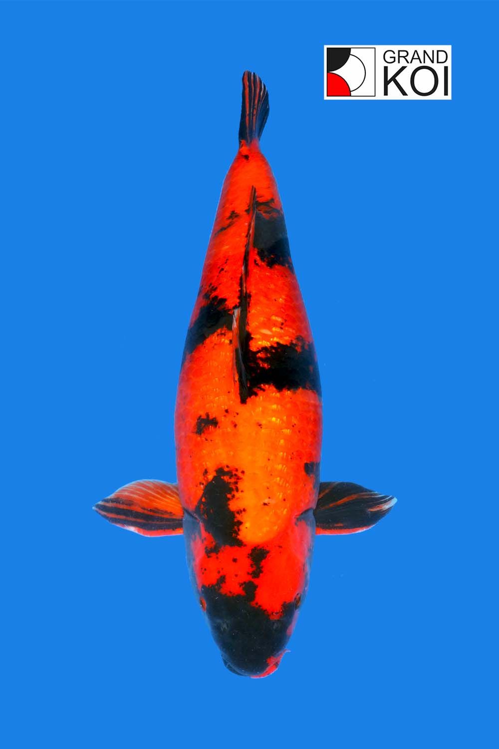 Jumbo Koi Fish For Sale - An Enchantment Awaiting Your Pond!