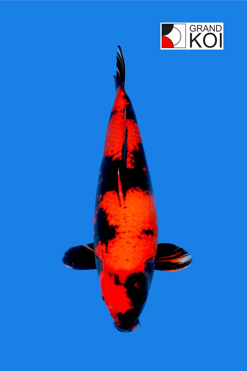 Hi Utsuri - Grand Koi, LLC