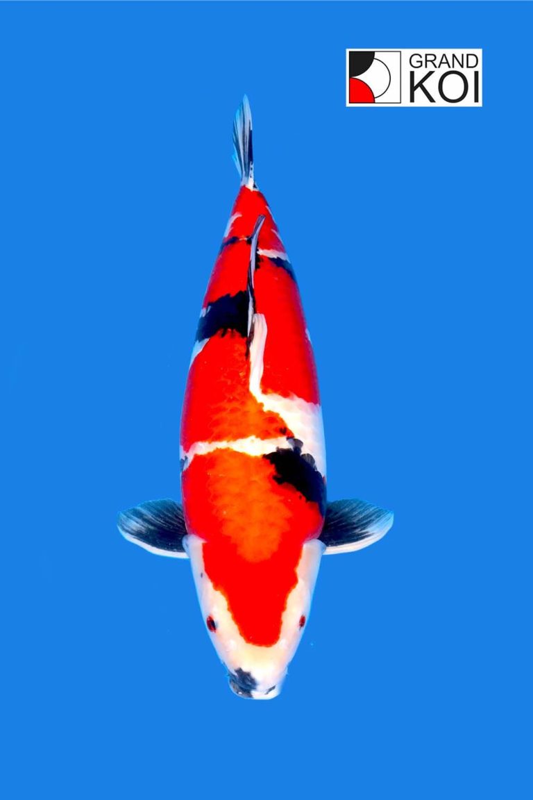 Koi Fish for Sale | Koi for sale in USA | Buy Koi Fish from Grandkoi