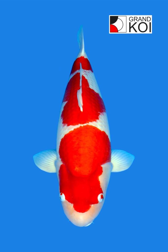 Jumbo Koi Fish For Sale - An Enchantment Awaiting Your Pond!