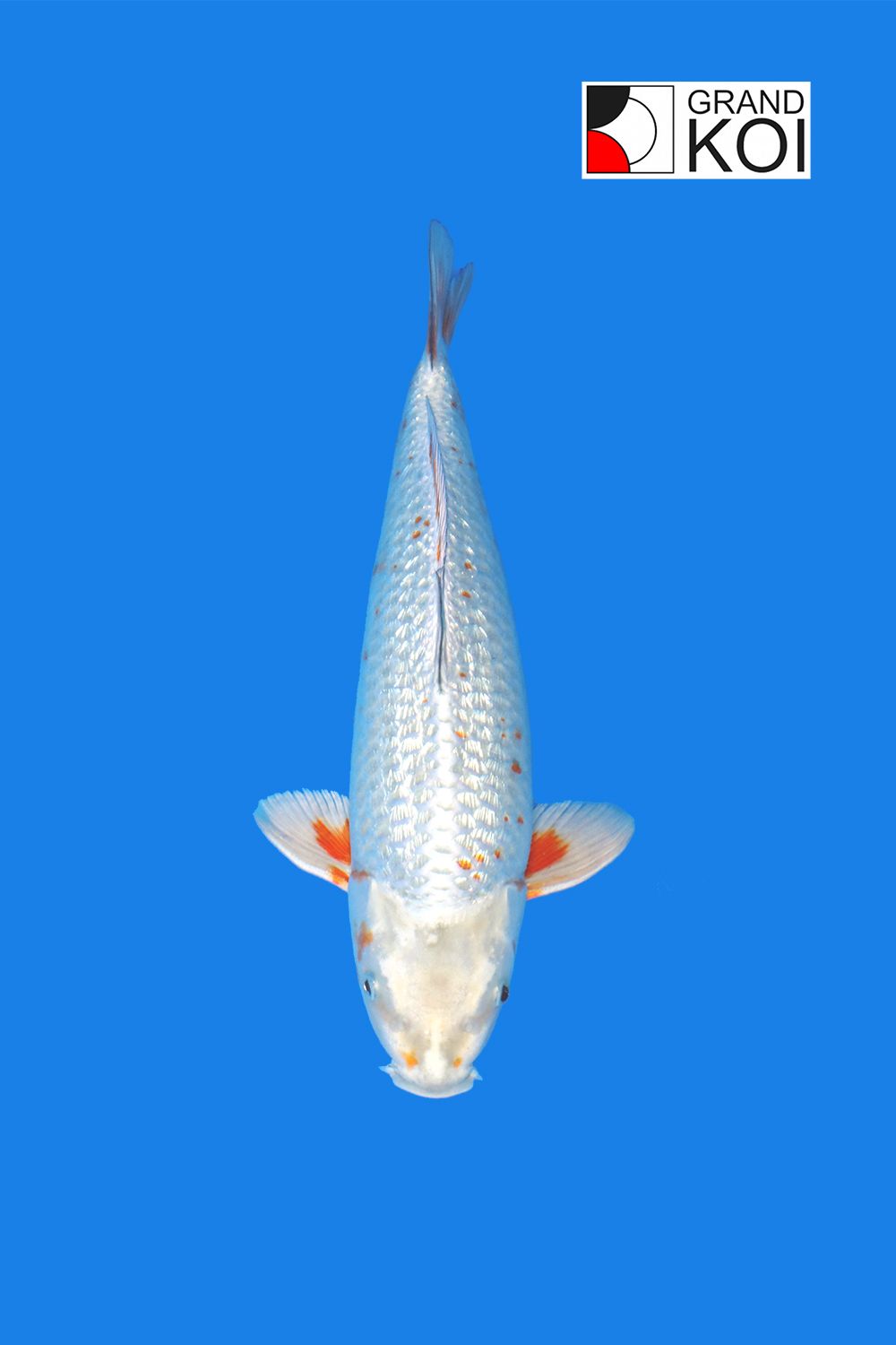 Gin Rin Asagi - Grand Koi, LLC