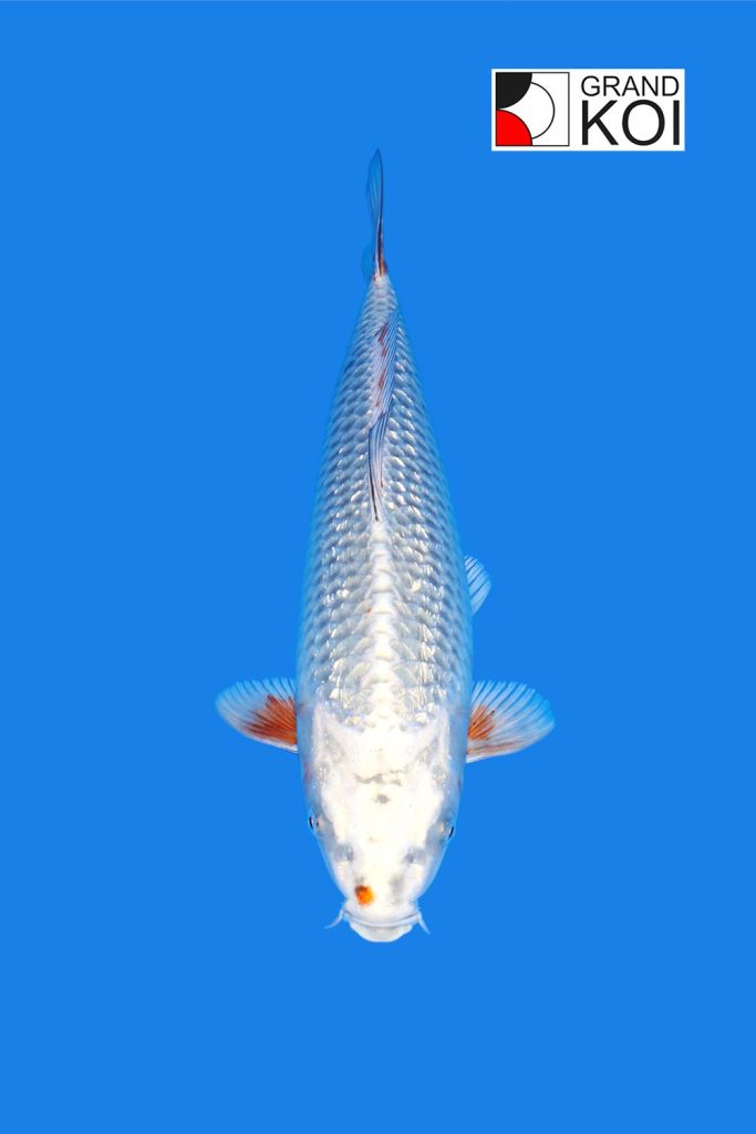 Koi Fish for Sale | Koi for sale in USA | Buy Koi Fish from Grandkoi