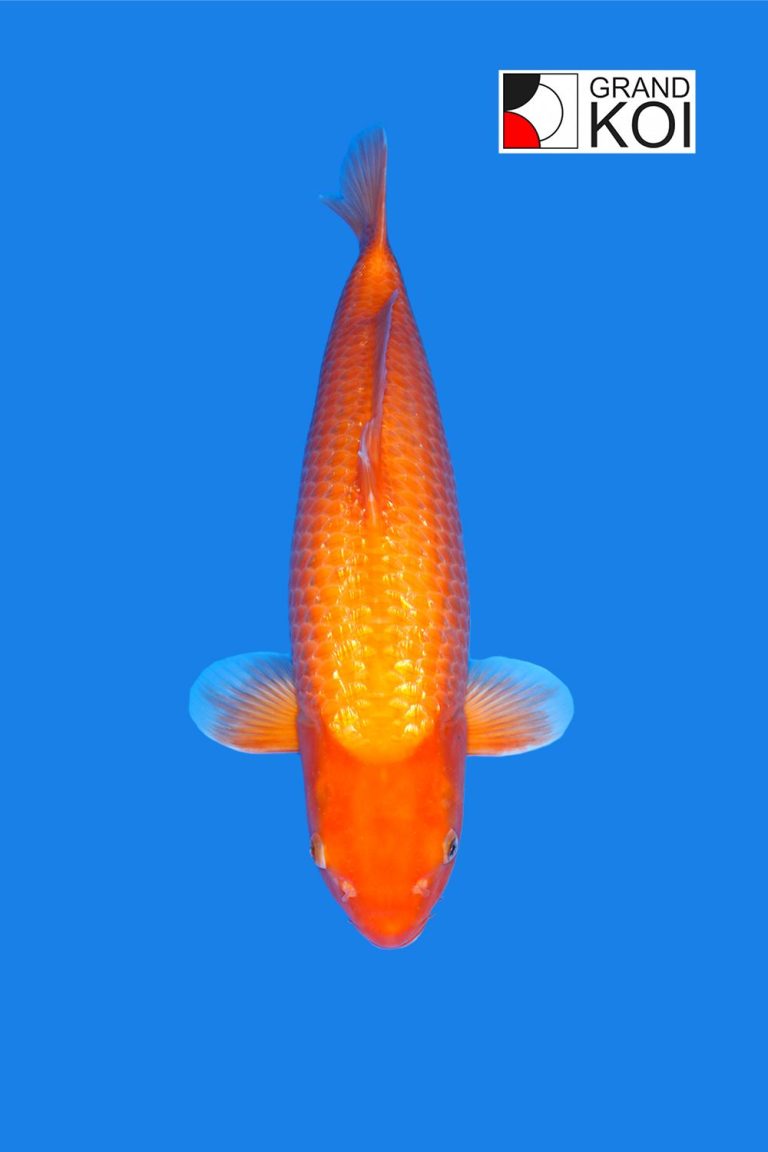 Koi Fish for Sale | Koi for sale in USA | Buy Koi Fish from Grandkoi