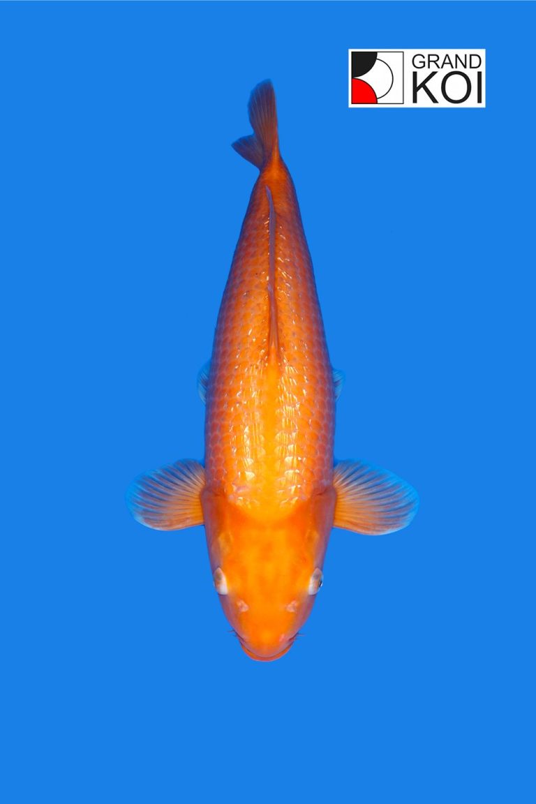 Koi Fish for Sale | Koi for sale in USA | Buy Koi Fish from Grandkoi