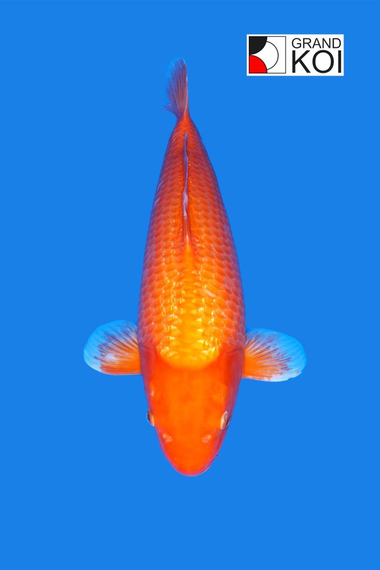 Benigoi Archives - Grand Koi, LLC