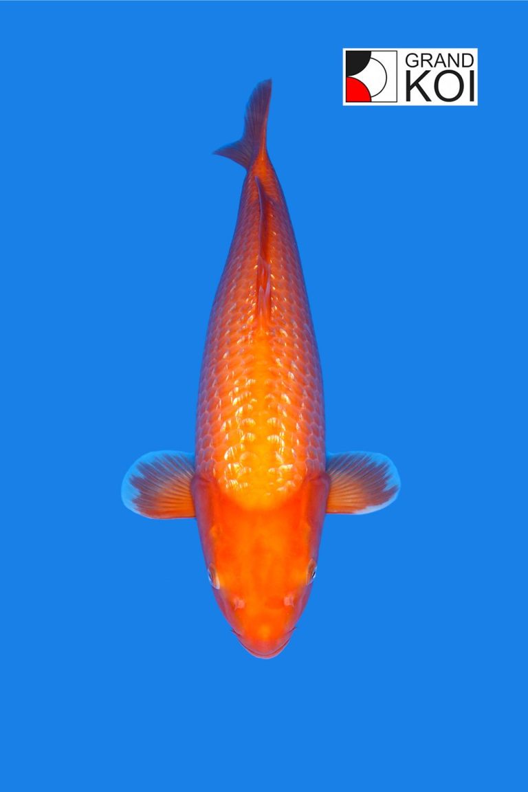 Koi Fish for Sale | Koi for sale in USA | Buy Koi Fish from Grandkoi