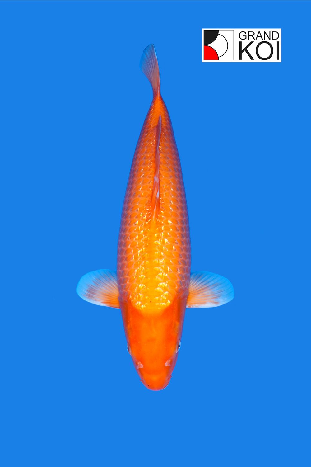 Benigoi Archives - Grand Koi, LLC