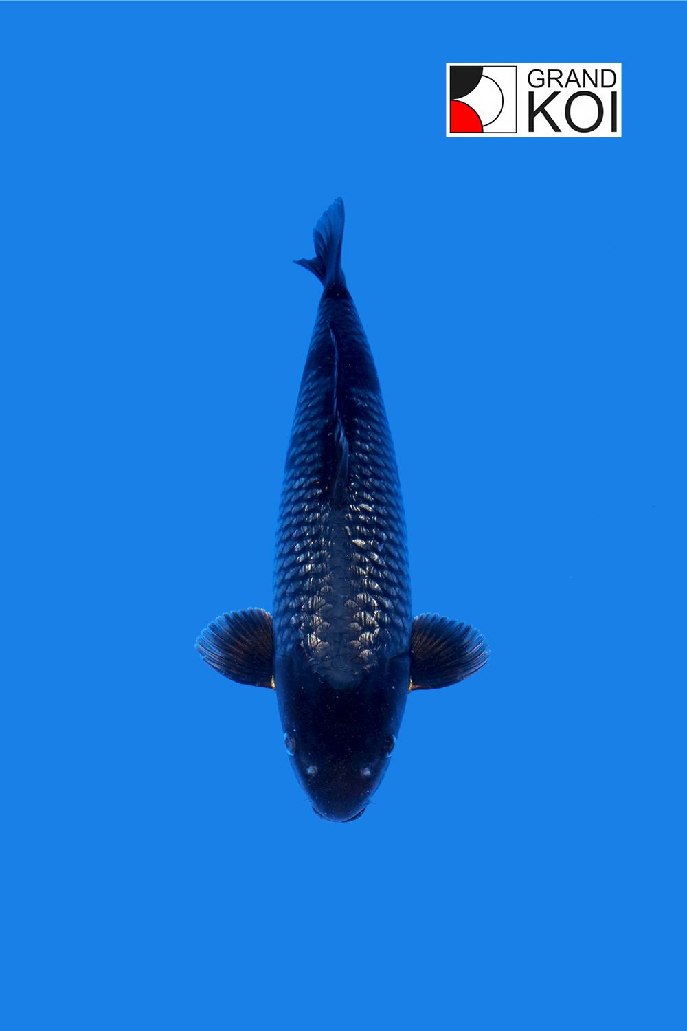 Gin Rin Matsukawabake - Grand Koi, LLC