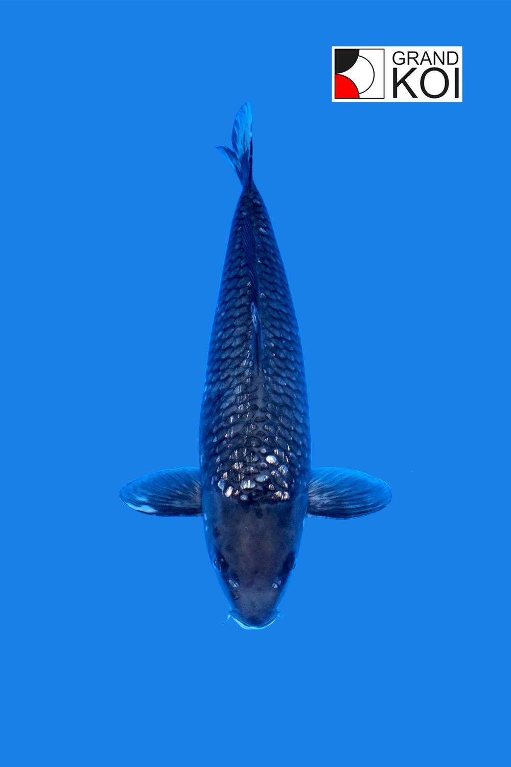 Gin Rin Matsukawabake - Grand Koi, LLC