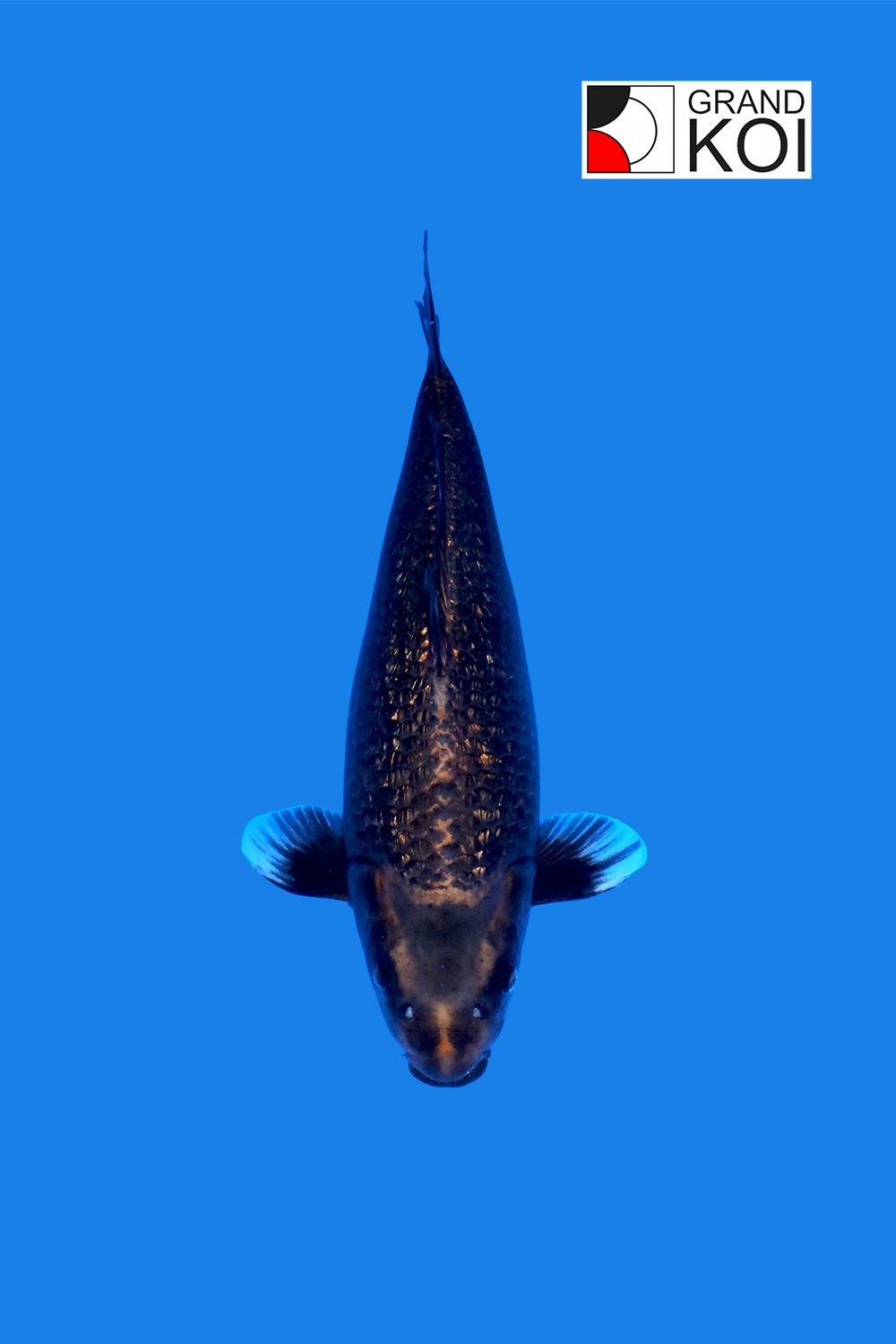 Gin Rin Kawarimono - Grand Koi, LLC