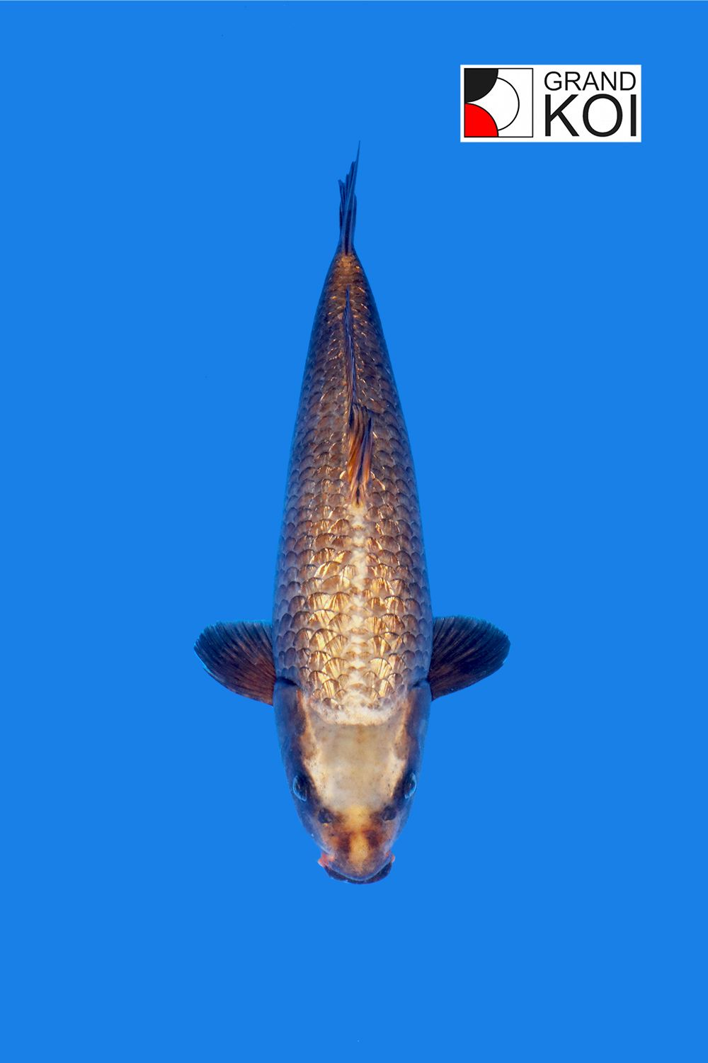 Gin Rin Kawarimono - Grand Koi, LLC