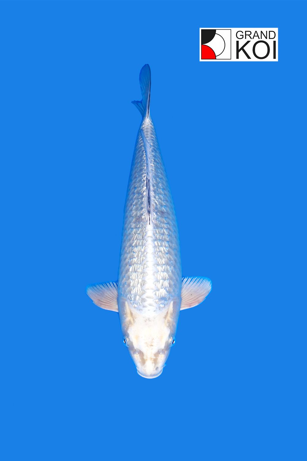 Gin Rin Platinum - Grand Koi, LLC